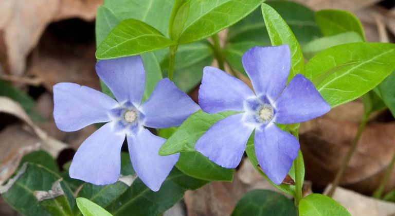 Periwinkle: Psychology, Meaning & Color Code: HEX, RGB, CMYK