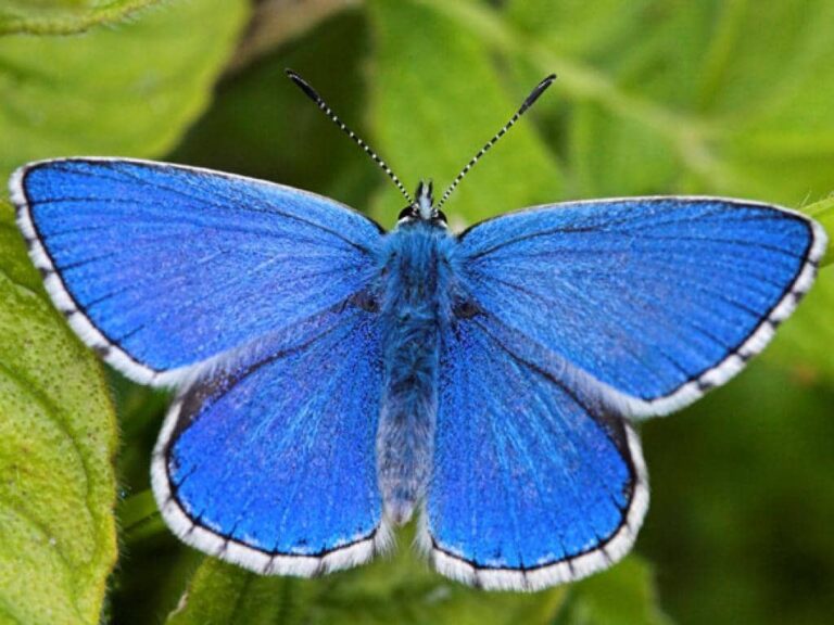 Most Colorful Butterflies and Their Unique Colors