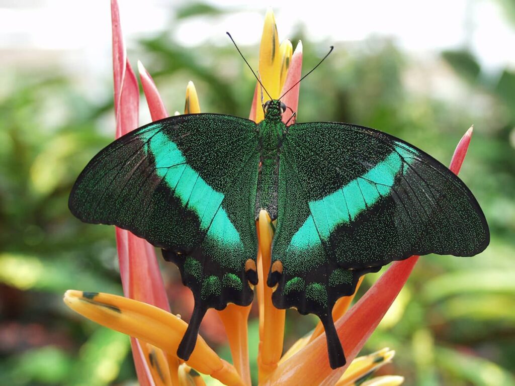 Most Colorful Butterflies – Nature's Beautiful Creations