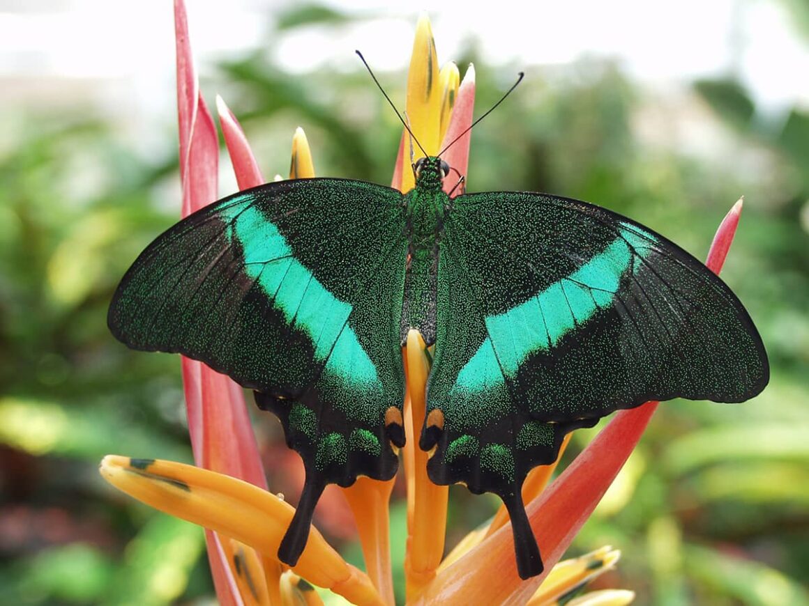 Most Colorful Butterflies and Their Unique Colors