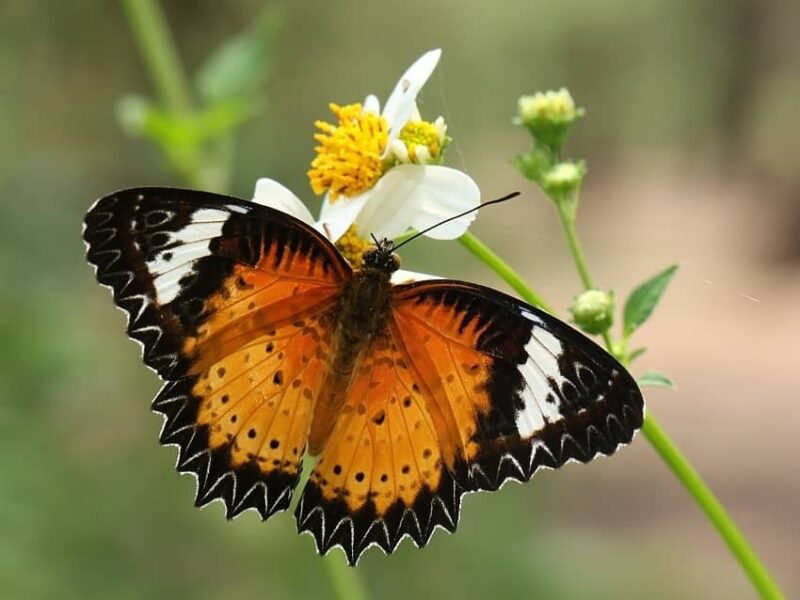 Most Colorful Butterflies – Nature's Beautiful Creations