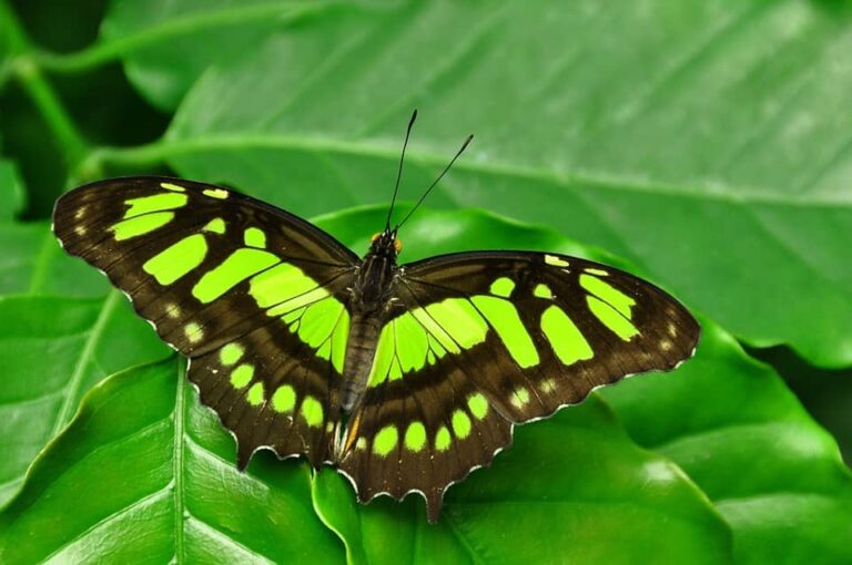 Most Colorful Butterflies – Nature's Beautiful Creations