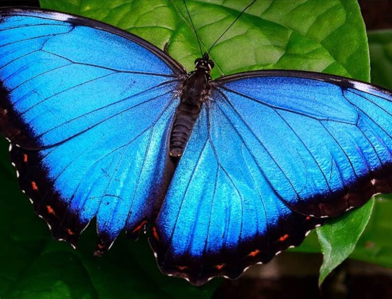 Most Colorful Butterflies and Their Unique Colors