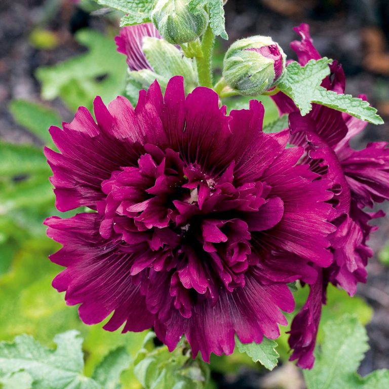 Naturally Purple Things: Elegance & Magic in Nature