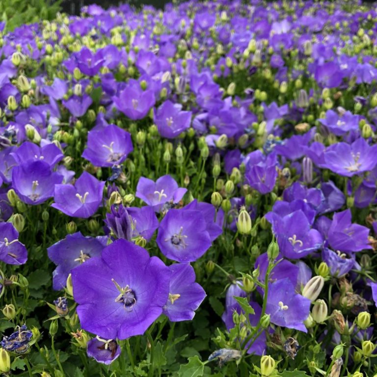 Naturally Purple Things: Elegance & Magic in Nature