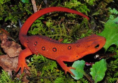 Shocking Red Things: 10 Stunning Natural & Cultural Secrets