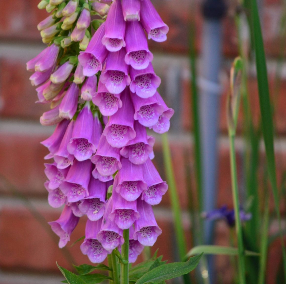 Naturally Purple Things: Elegance & Magic in Nature