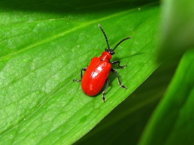 Shocking Red Things: 10 Stunning Natural & Cultural Secrets