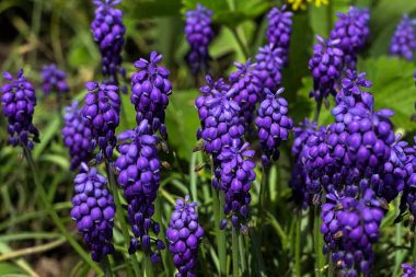 Naturally Purple Things: Elegance & Magic in Nature