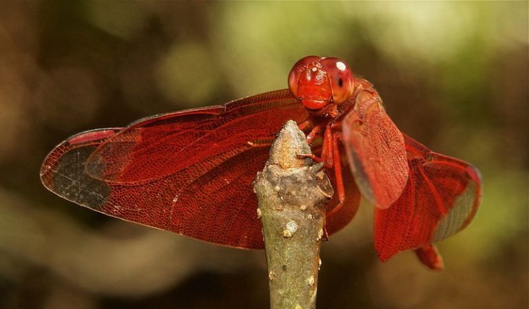 Vibrant Red Things: Meaning & Symbolism in Fashion & Design