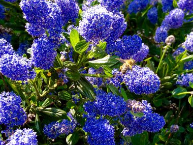 50 Beautiful Blue Things in Nature | ColorPsychology