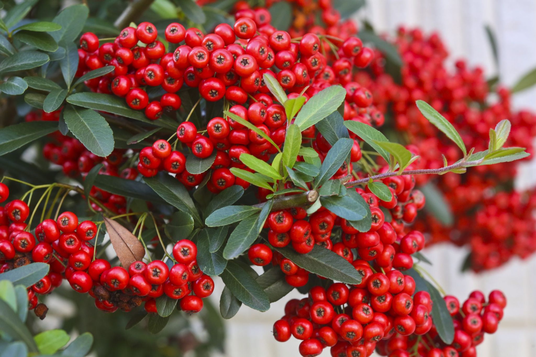 Shocking Red Things: 10 Stunning Natural & Cultural Secrets
