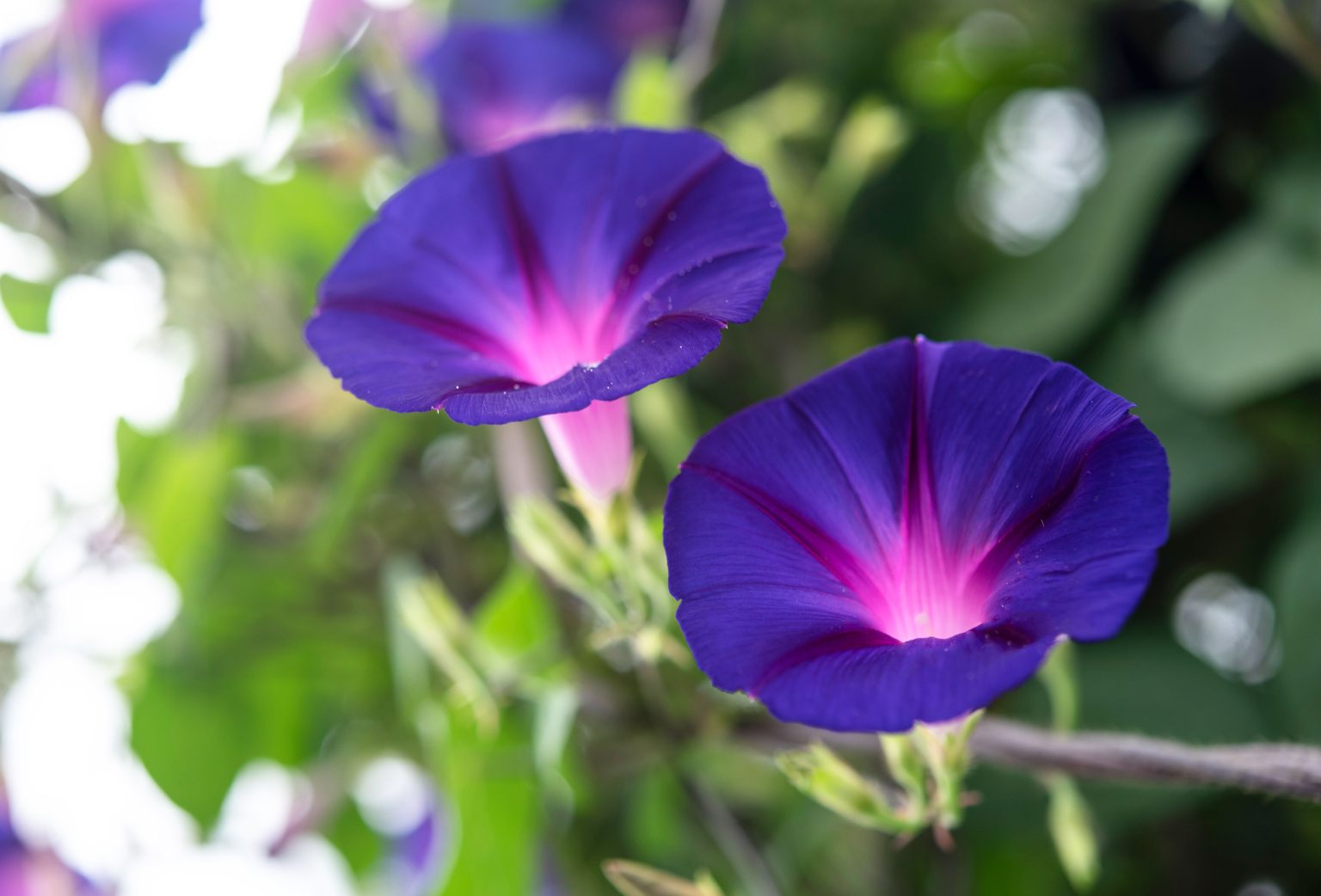 Naturally Purple Things: Elegance & Magic in Nature