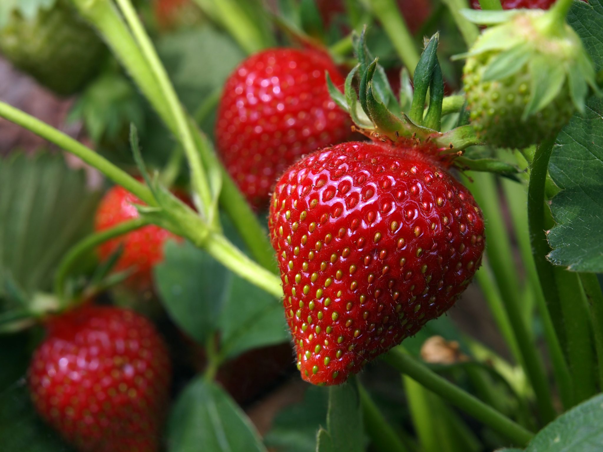 Shocking Red Things: 10 Stunning Natural & Cultural Secrets