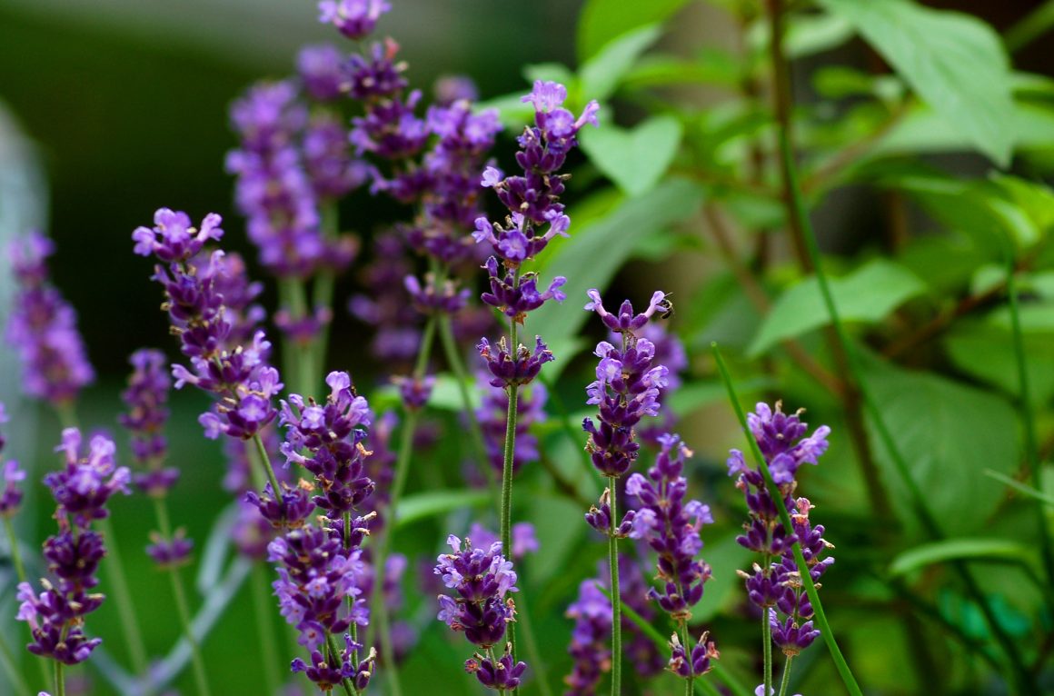 50+ Beautiful Things That are Purple in Nature