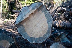 50 Beautiful Blue Things in Nature | ColorPsychology