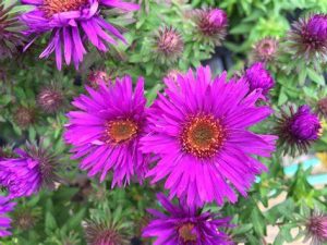Naturally Purple Things: Elegance & Magic in Nature