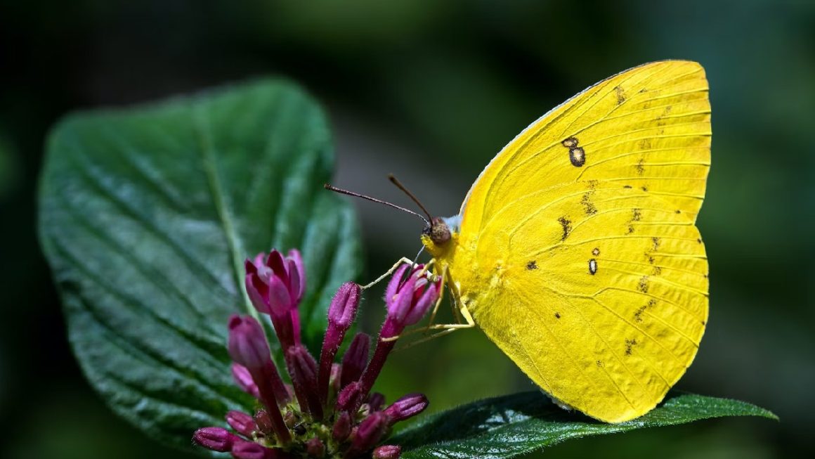 Yellow Butterfly Symbolism – Meaning & Spiritual Insight