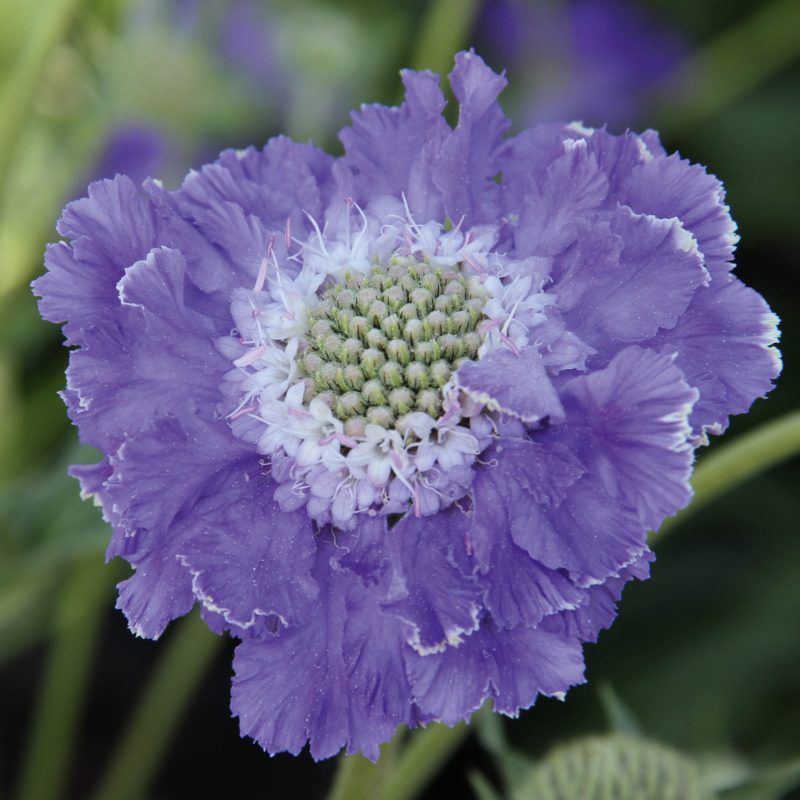 Naturally Purple Things: Elegance & Magic in Nature