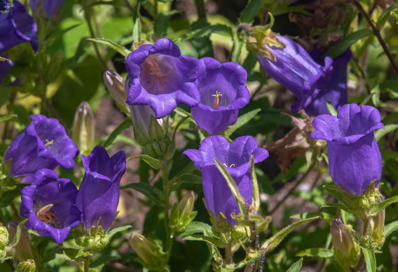 Naturally Purple Things: Elegance & Magic in Nature