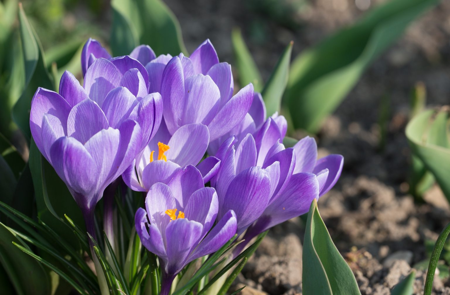 Naturally Purple Things: Elegance & Magic in Nature