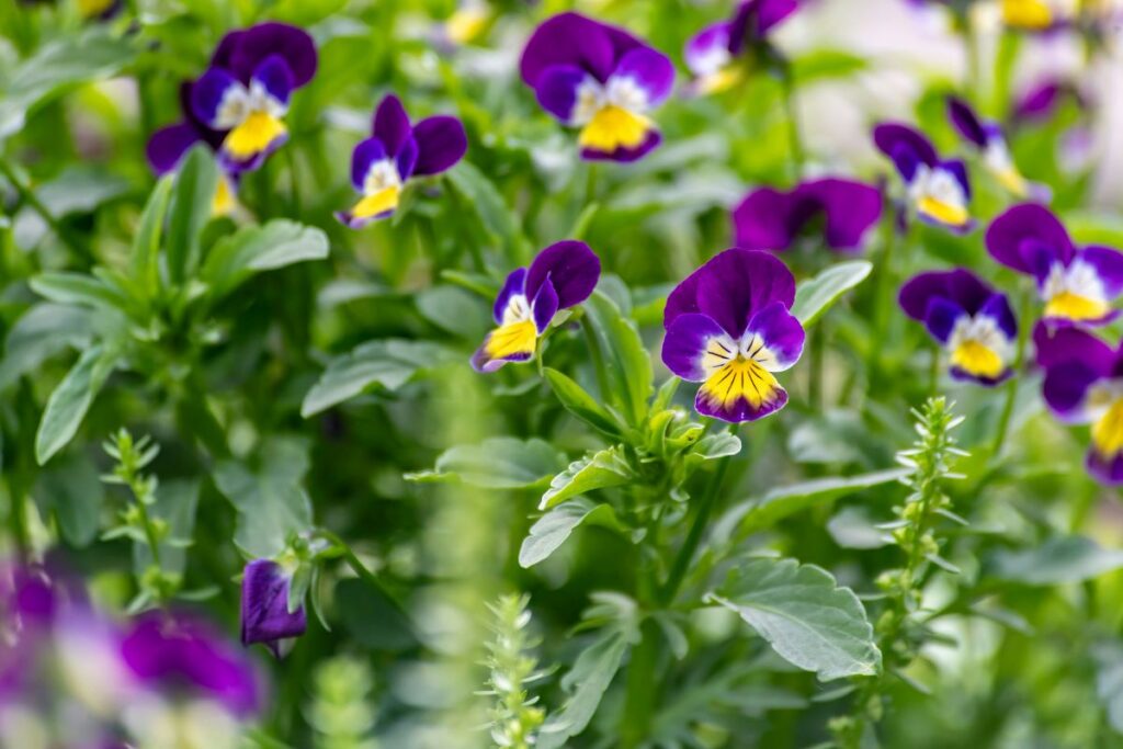 How Colors Affect Appetite: Psychology Behind Food Choices