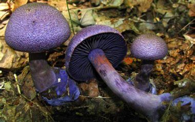 Naturally Purple Things: Elegance & Magic in Nature