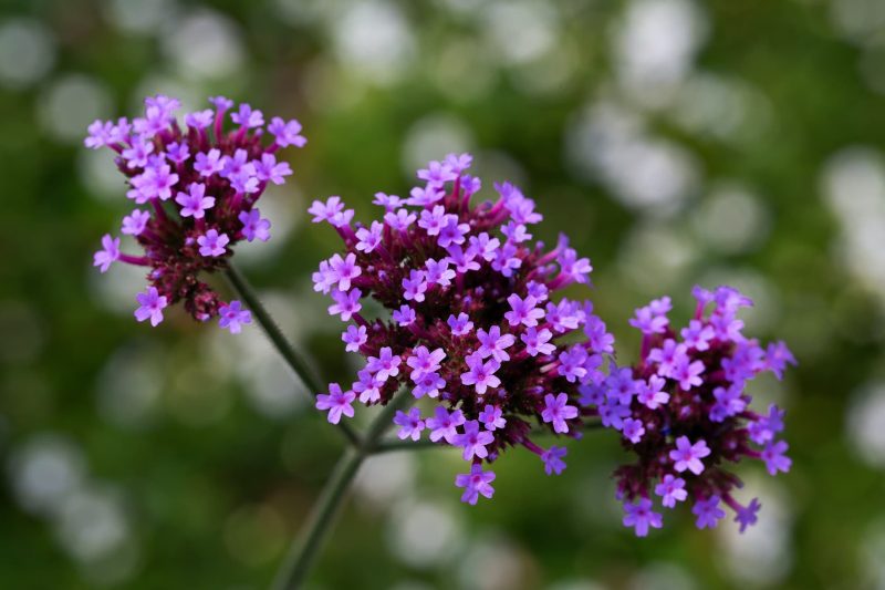 Naturally Purple Things: Elegance & Magic in Nature