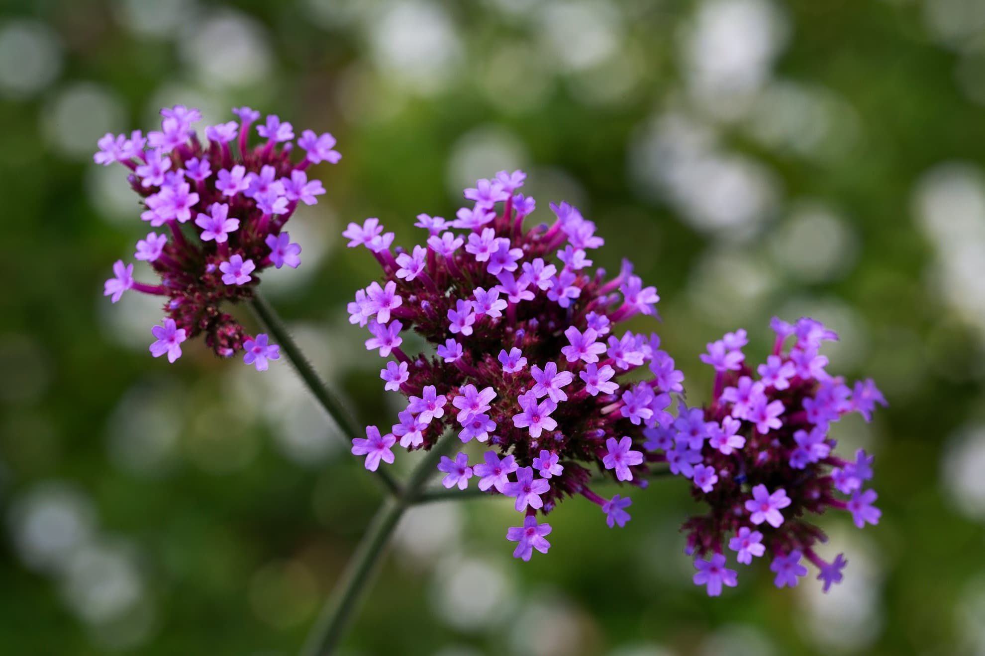 Beautiful Purple Things