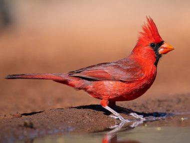 Cardinal Meaning and Symbolism – Spiritual Significance