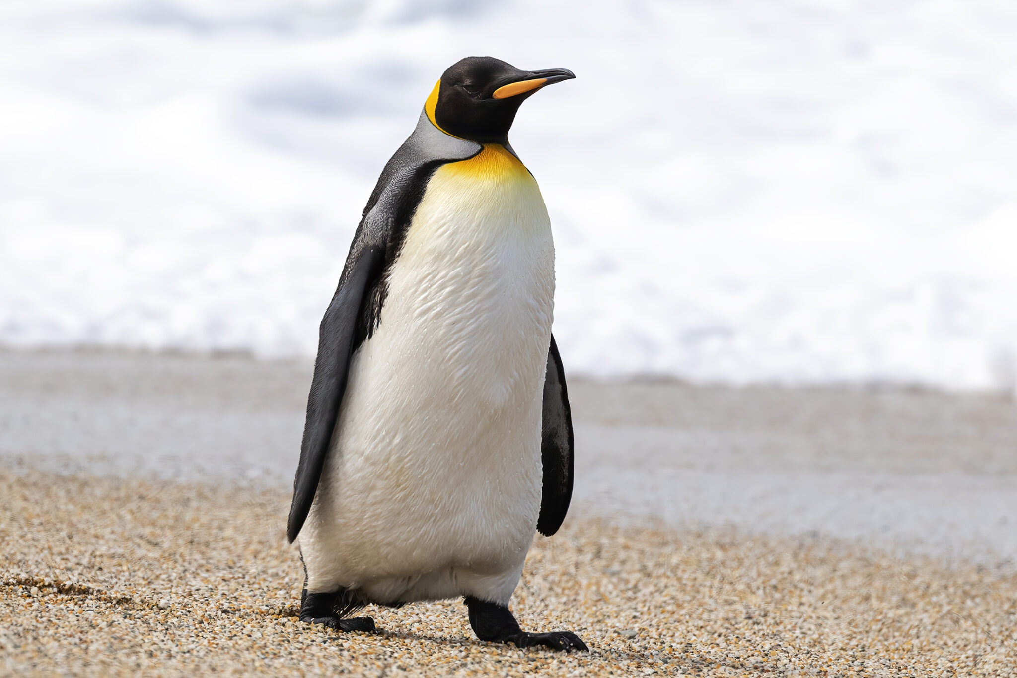 50+ Beautiful Things That are White in Nature - Color Psychology