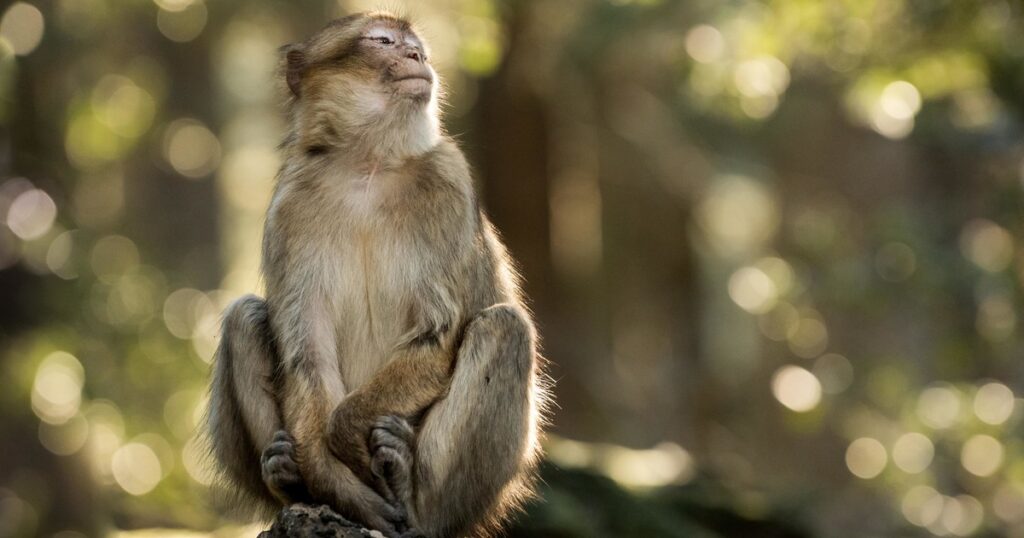 Shocking Secrets of Gray Items & Animals' Hidden Power