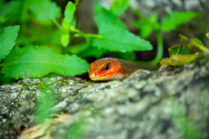 Vibrant Orange Objects in Nature & Life | ColorPsychology