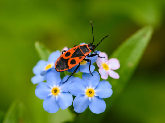 Vibrant Orange Objects in Nature & Life | ColorPsychology