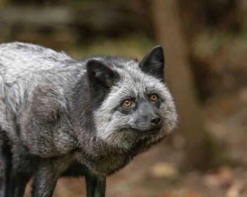 Gray-Colored Objects & Animals: Versatility & Symbolism