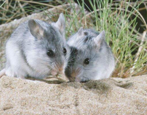 Gray-Colored Objects & Animals: Versatility & Symbolism