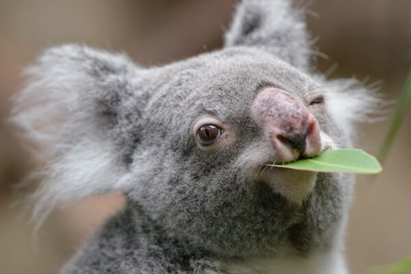 Shocking Secrets of Gray Items & Animals' Hidden Power