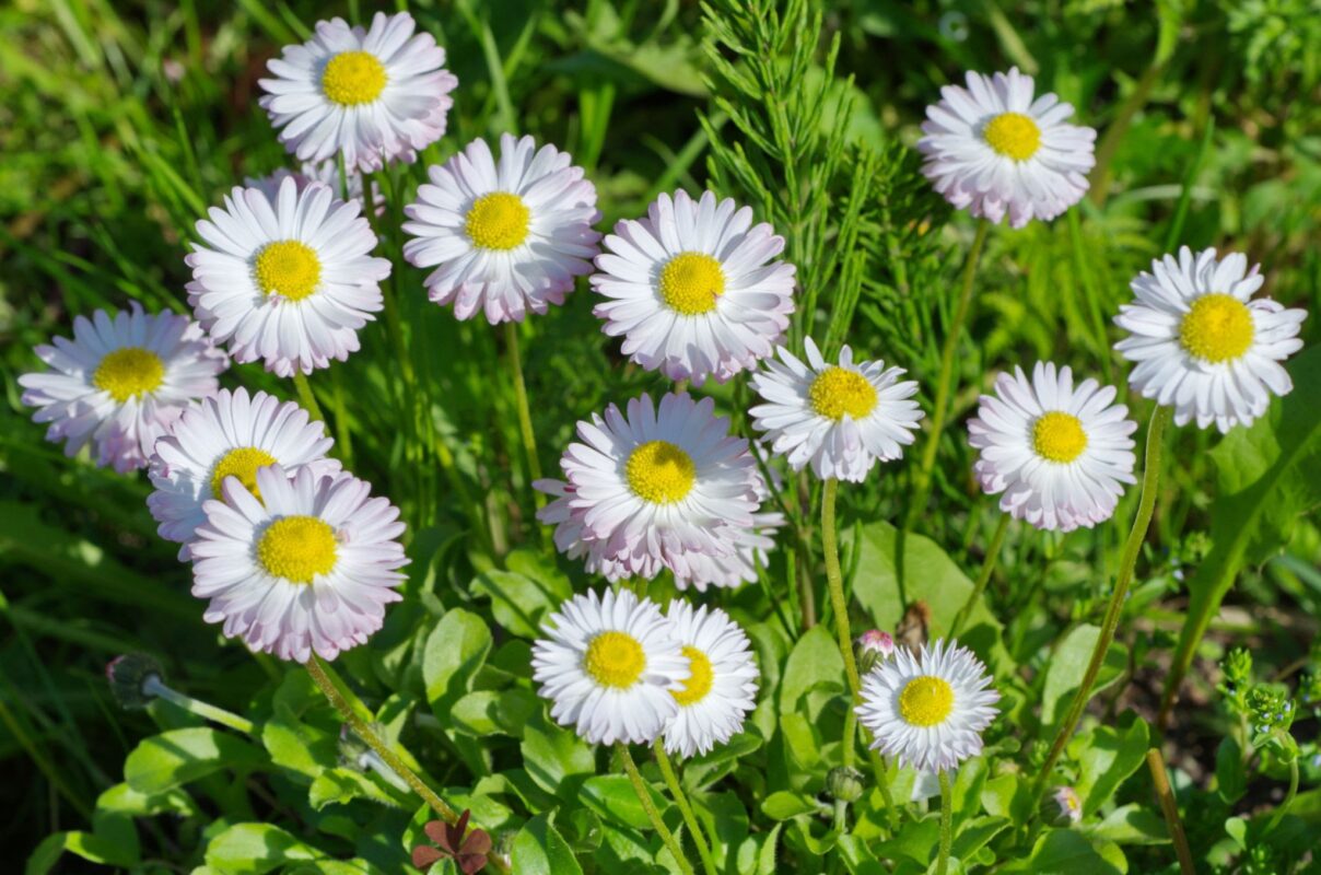 Shocking Secrets of White Items in Nature & Design!