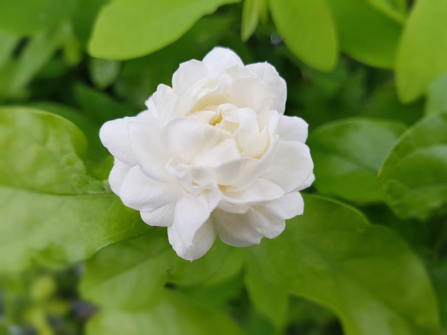 Shocking Secrets of White Items in Nature & Design!