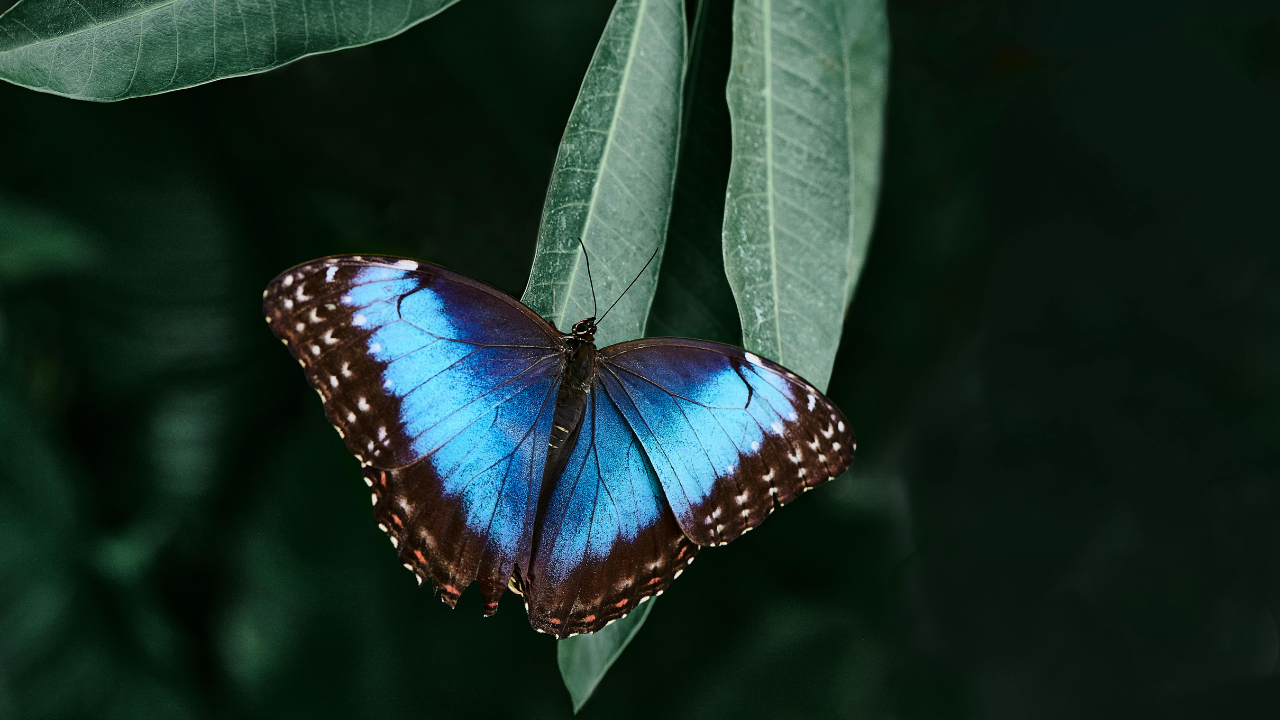 Butterflies Colorful Patterns and What They Mean
