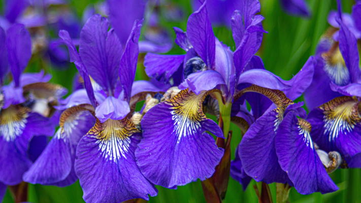 Purple Flowers Meaning Death