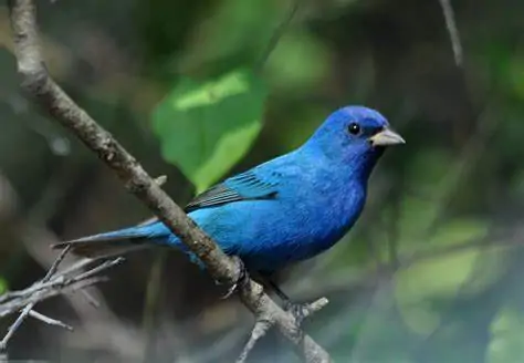 50+ Beautiful Things That are Blue in Nature